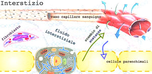 Interstizio, nuovo tessuto umano