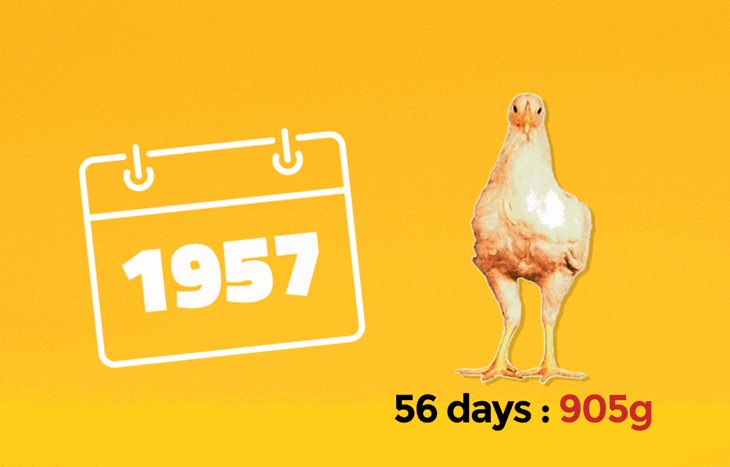 European Chicken Commitment per la protezione degli animali