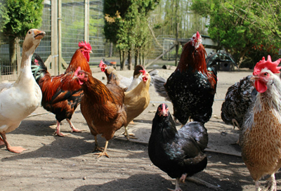 European Chicken Commitment per la protezione degli animali