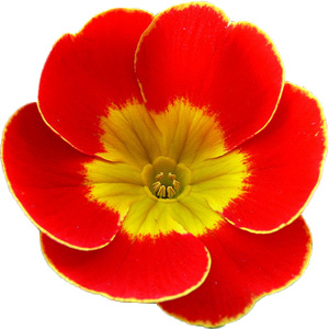 Pensieri in libertà... un fiore per voi!